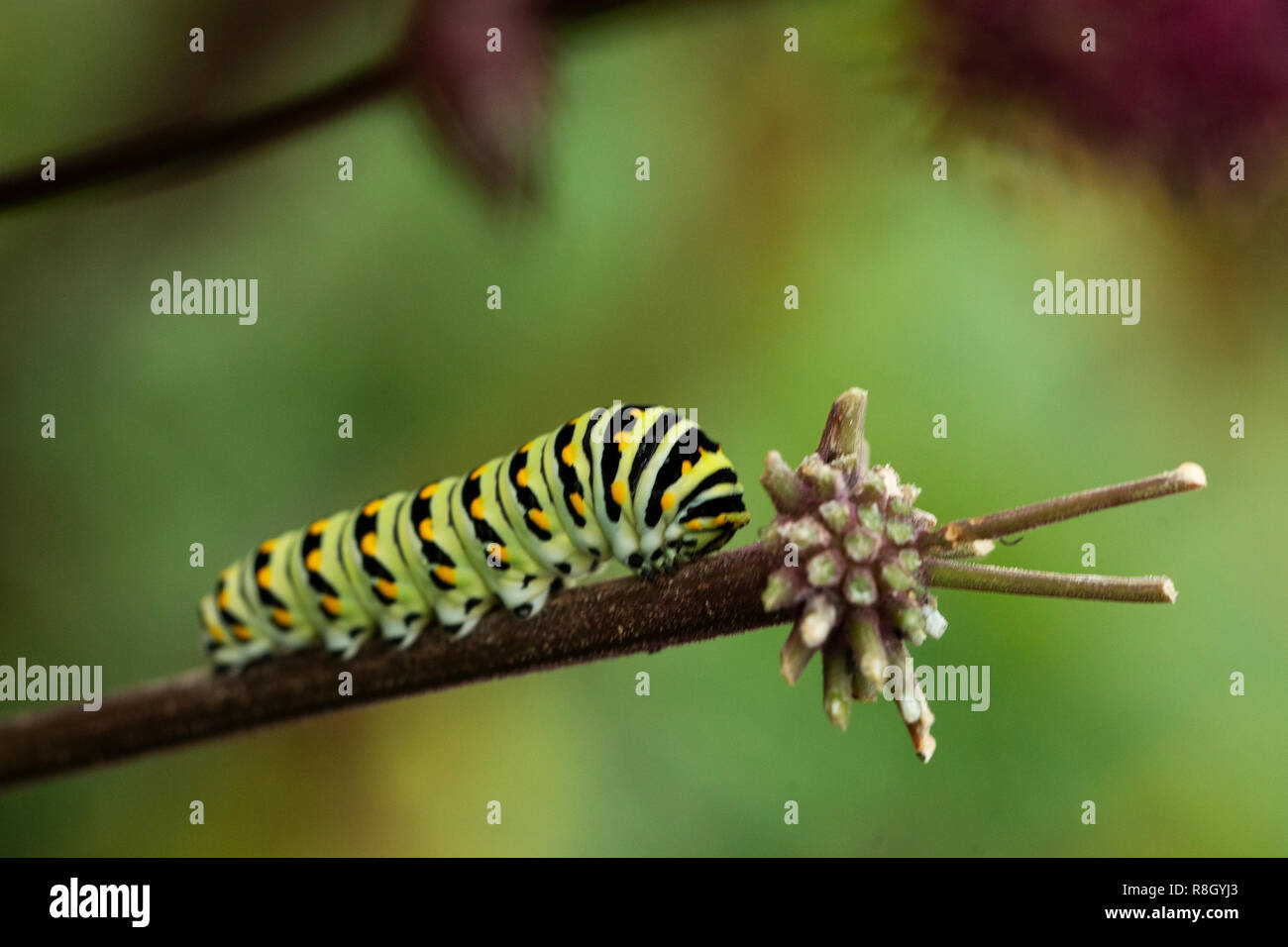 Instar larva hi-res stock photography and images - Alamy