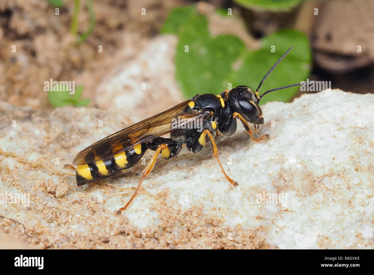Sand Wasp (Ectemnius sp) resting outside its burrow or nest in sandpit ...
