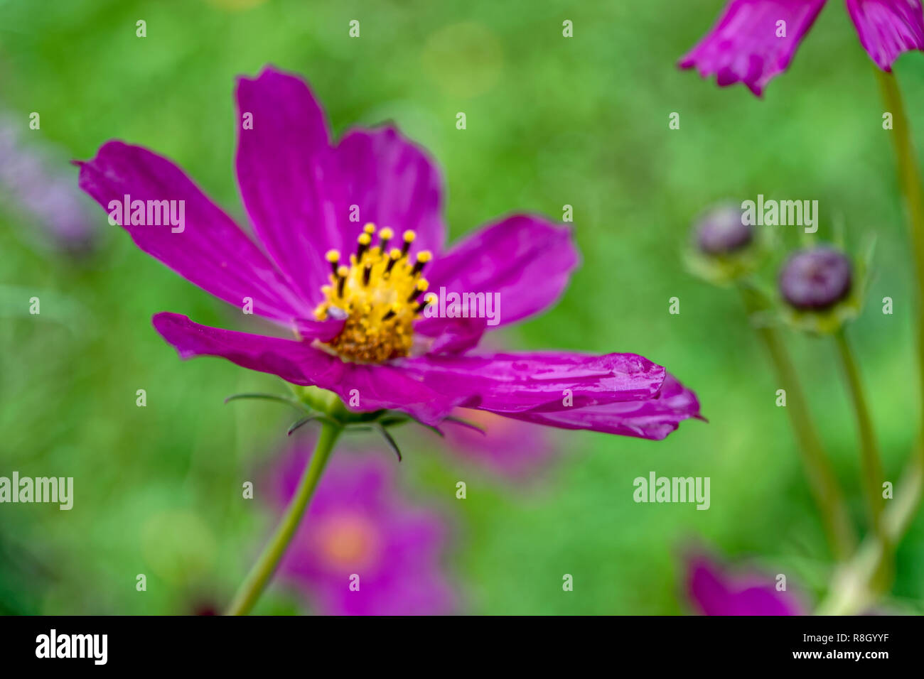 Macro of Bright Pink Cosmos flowers in the garden with blur background ...