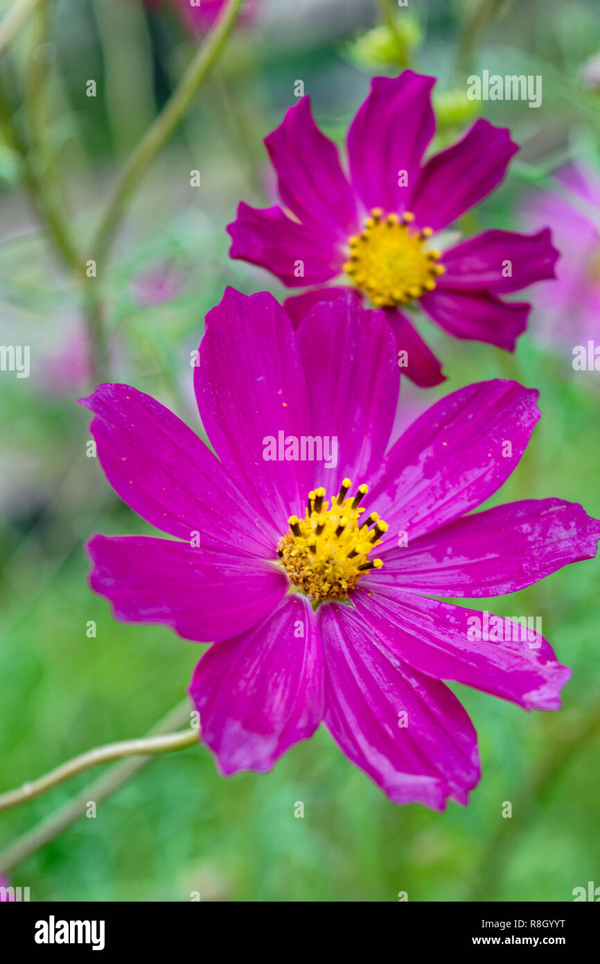 Macro of Bright Pink Cosmos flowers in the garden with blur background ...