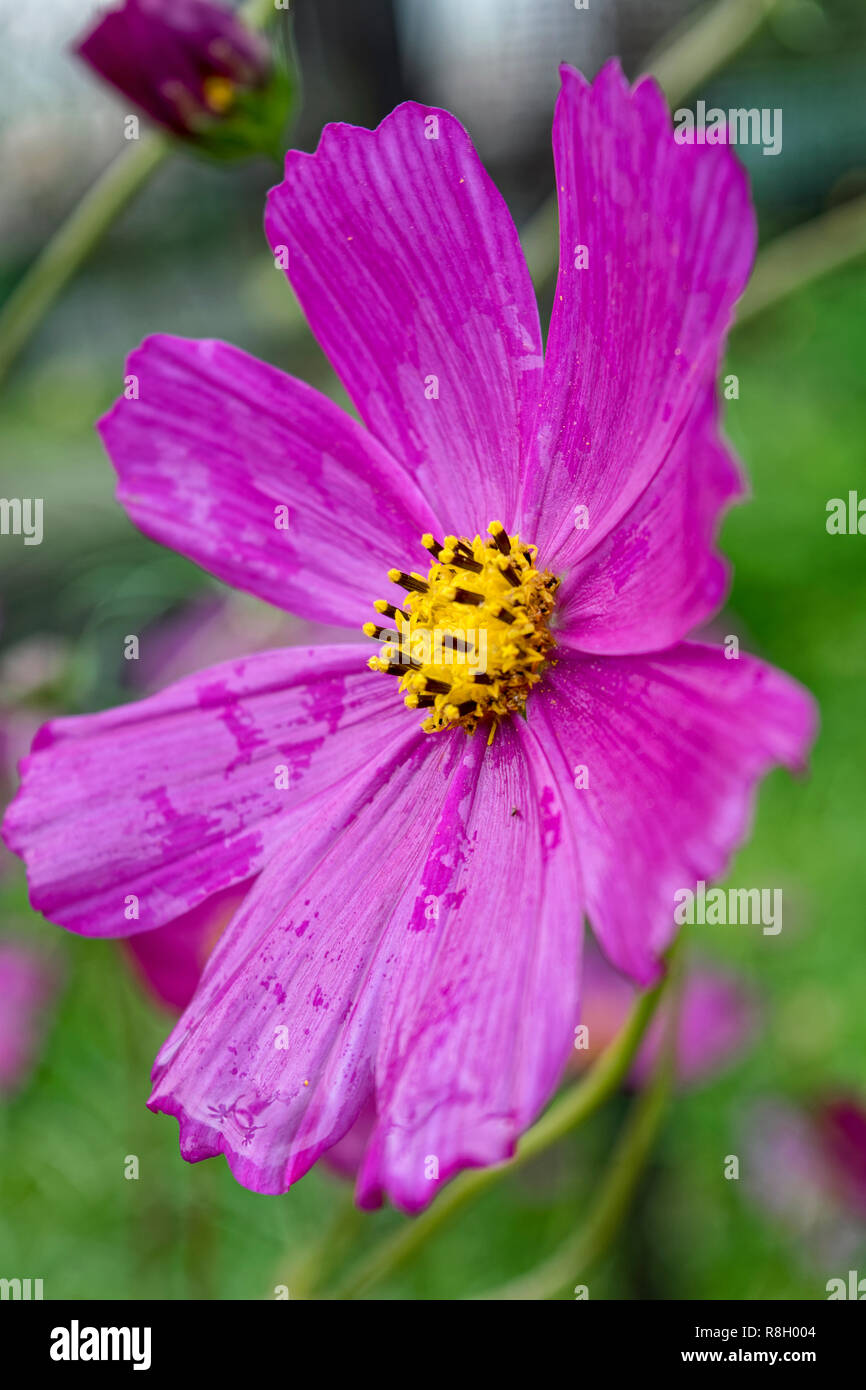 Macro of Bright Pink Cosmos flowers in the garden with blur background ...