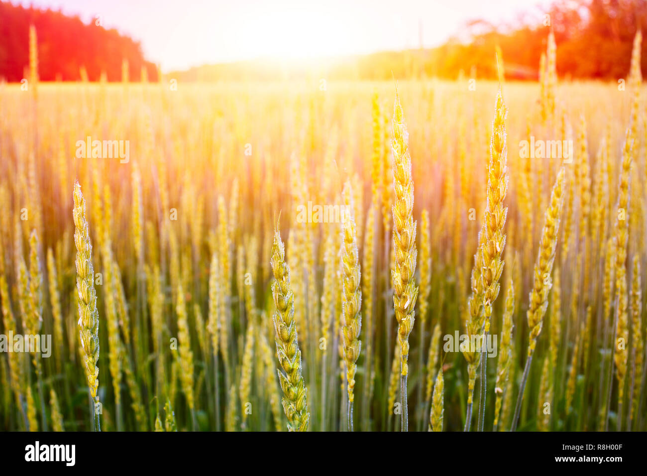 Bright sunset over wheat field Stock Photo - Alamy