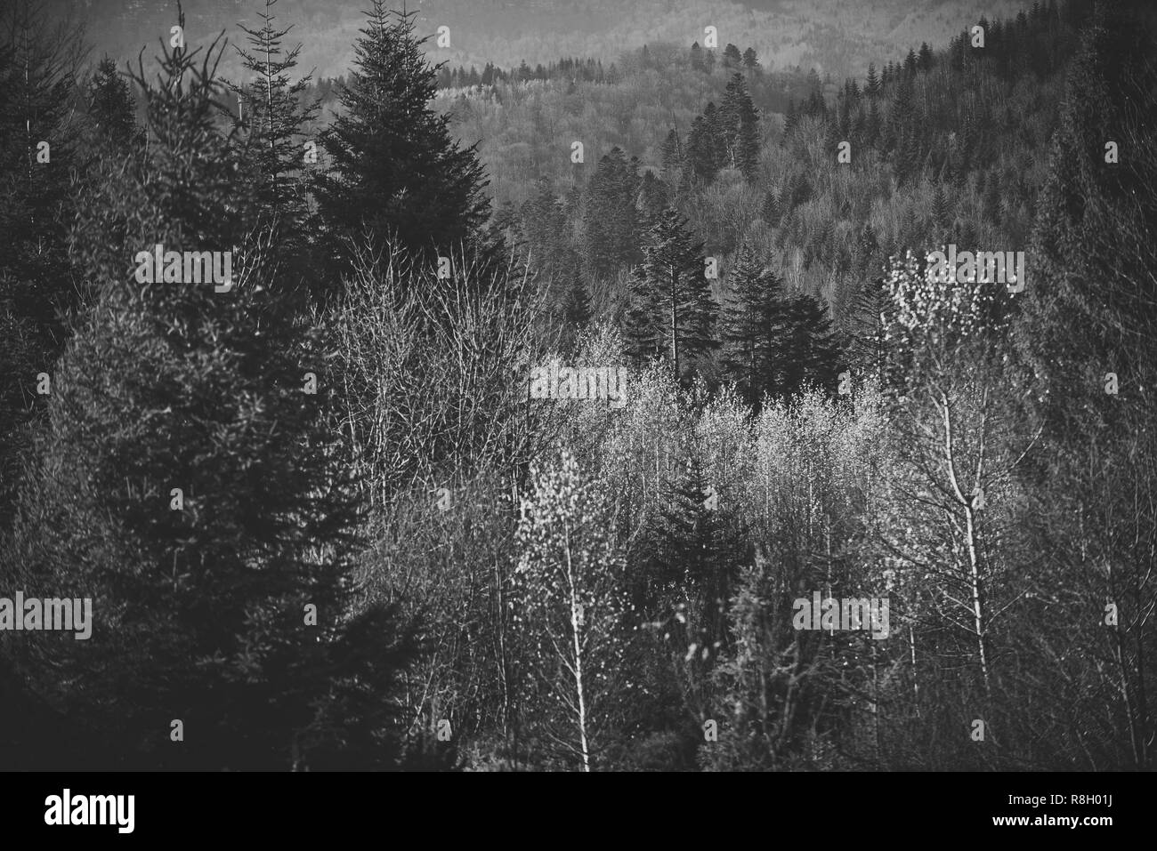 Mountain forest landscape on a clear day Stock Photo - Alamy