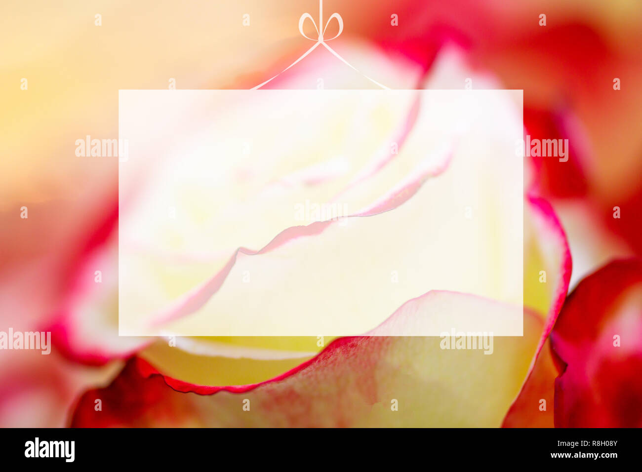 Translucent Blank greeting card on selection of rose background Stock ...