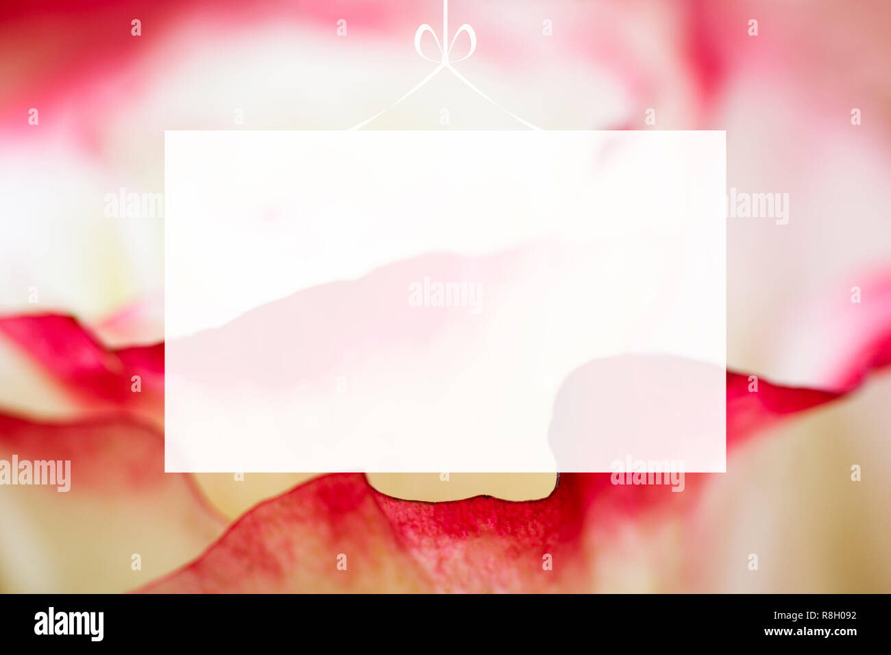 Translucent Blank greeting card on selection of rose background Stock ...