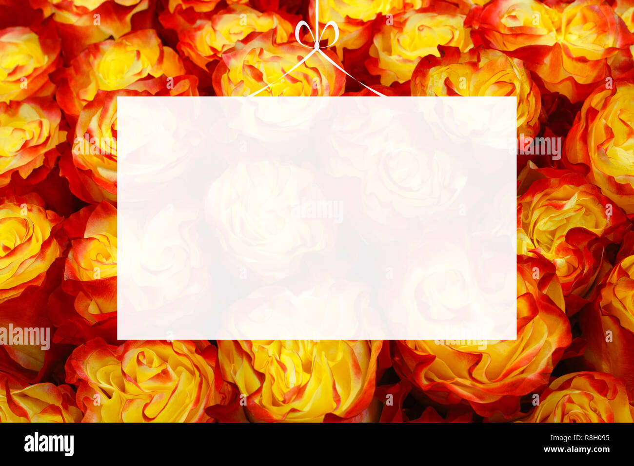 Translucent Blank greeting card on selection of rose background Stock ...