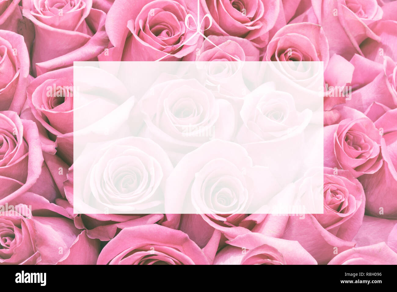 Translucent Blank greeting card on selection of rose background Stock ...
