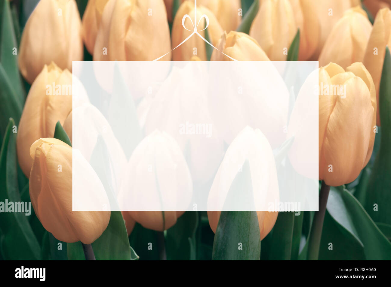 Translucent Blank greeting card on selection of many tulips background ...