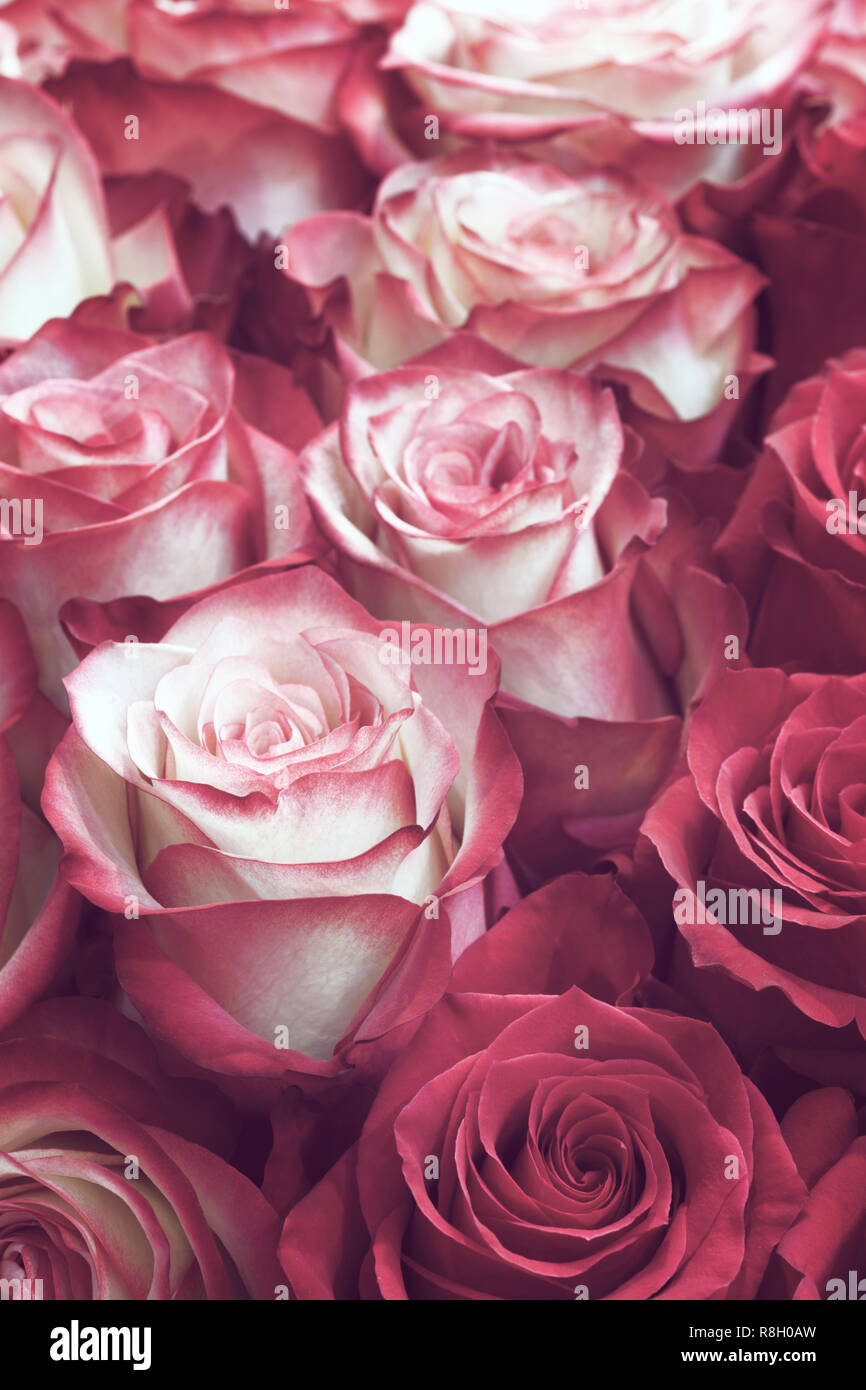 Vintage Roses Photography Wallpaper