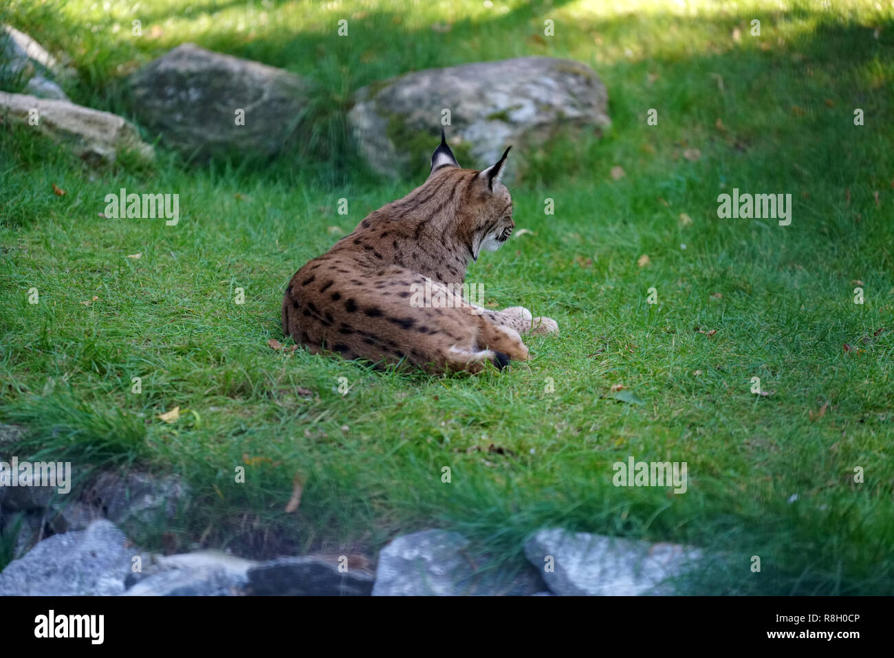 Lynxes have a whiskered beard and the tips of the ears have black ...