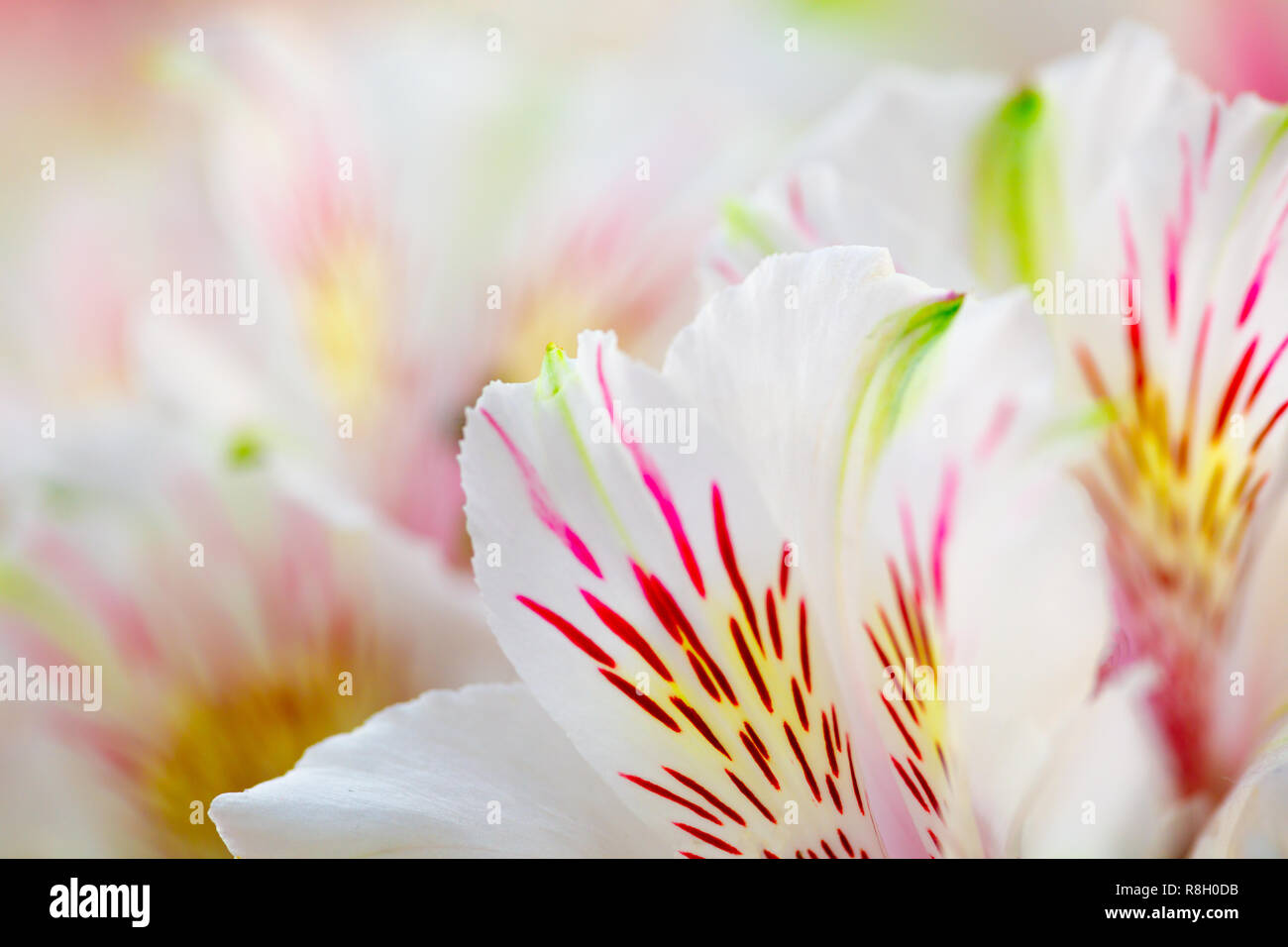 Delicate orchids hi-res stock photography and images - Alamy