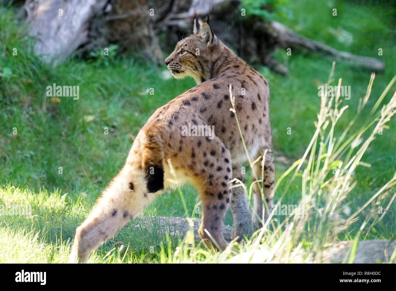 Lynxes have a whiskered beard and the tips of the ears have black ...