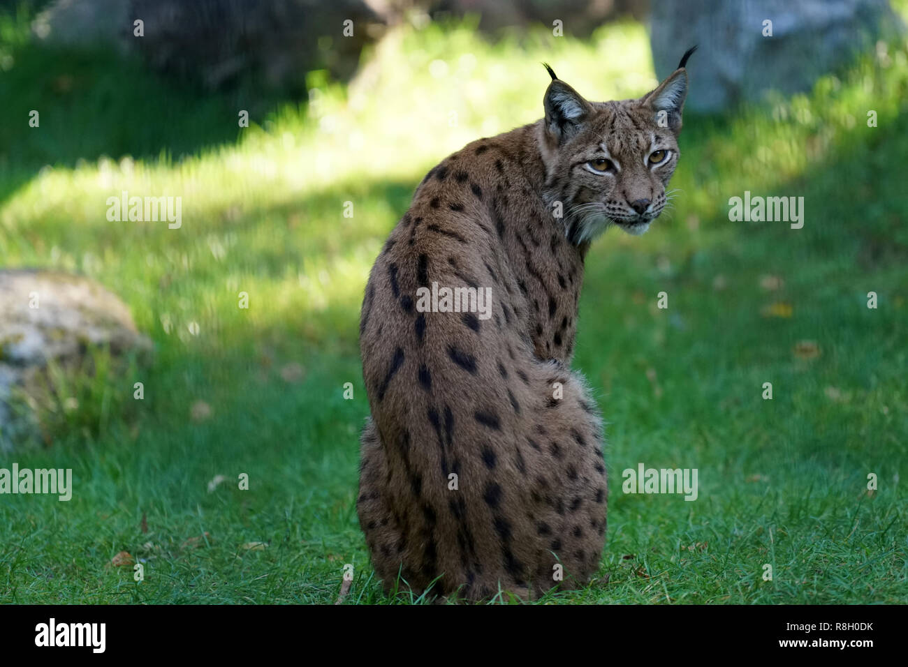 Lynxes have a whiskered beard and the tips of the ears have black ...
