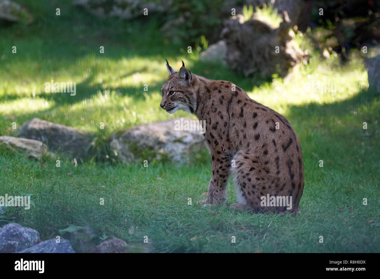 Lynxes have a whiskered beard and the tips of the ears have black ...