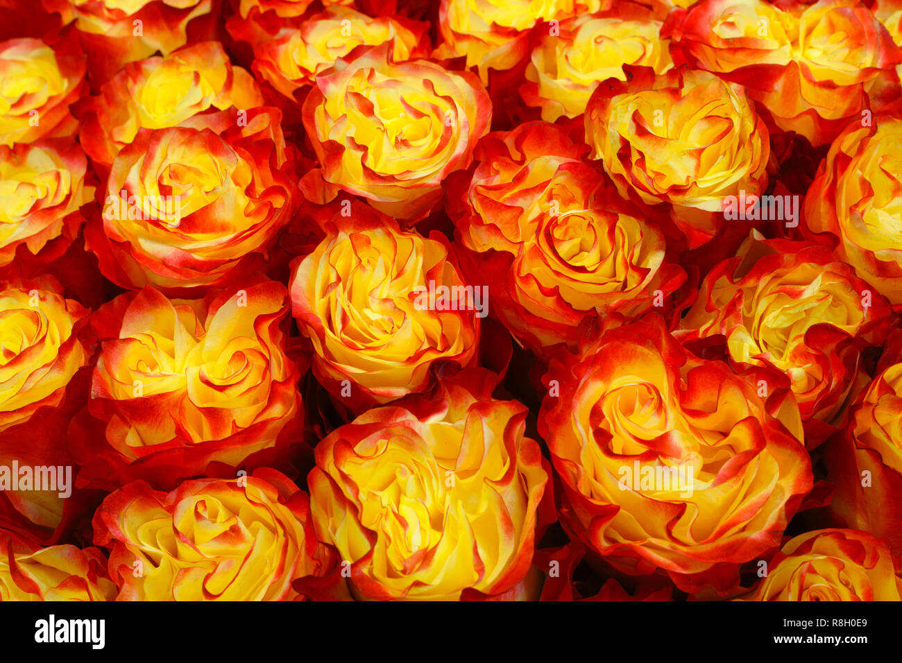 Selection of Various colorful Flowers as a background Stock Photo - Alamy