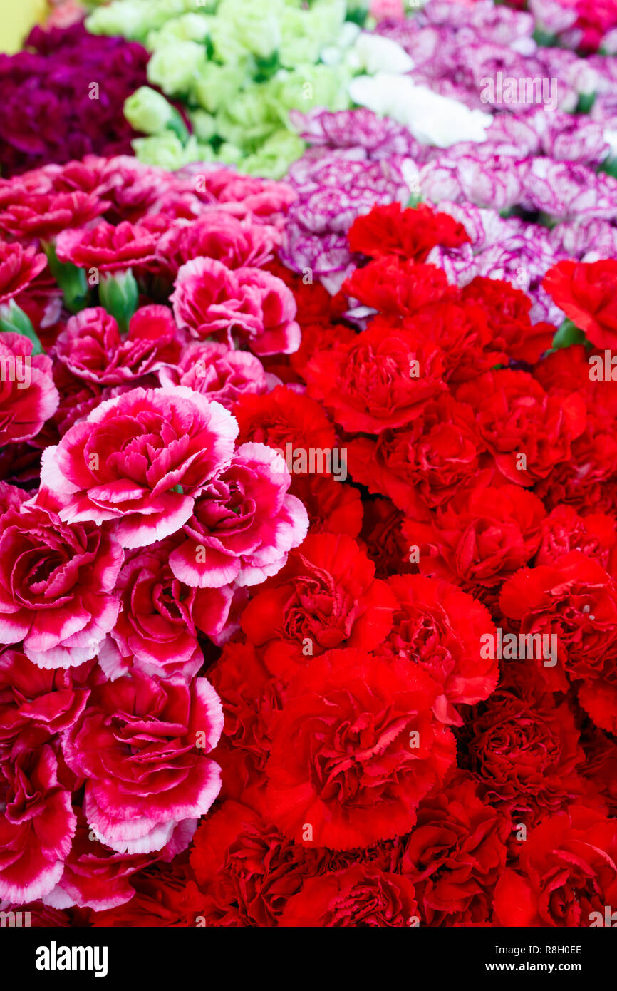 Selection of Various colorful Flowers as a background Stock Photo - Alamy