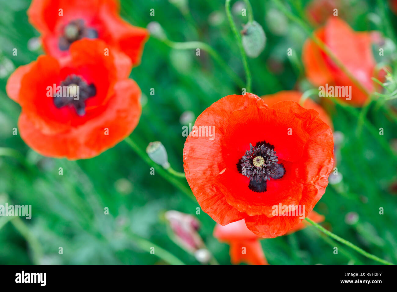 Beautiful close up in poppy field. Spring summer nature background ...