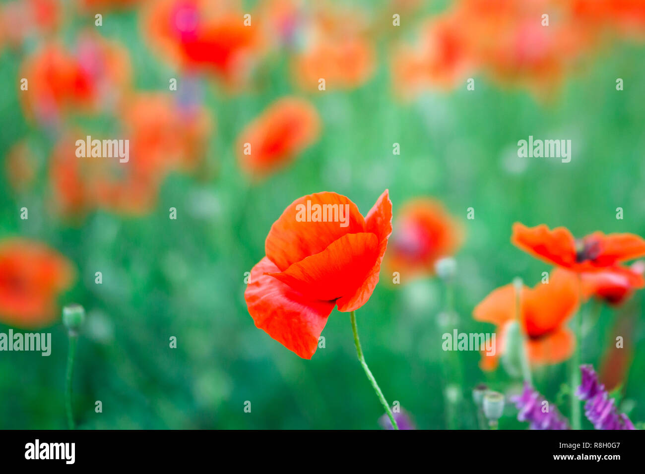 Beautiful close up in poppy field. Spring summer nature background ...