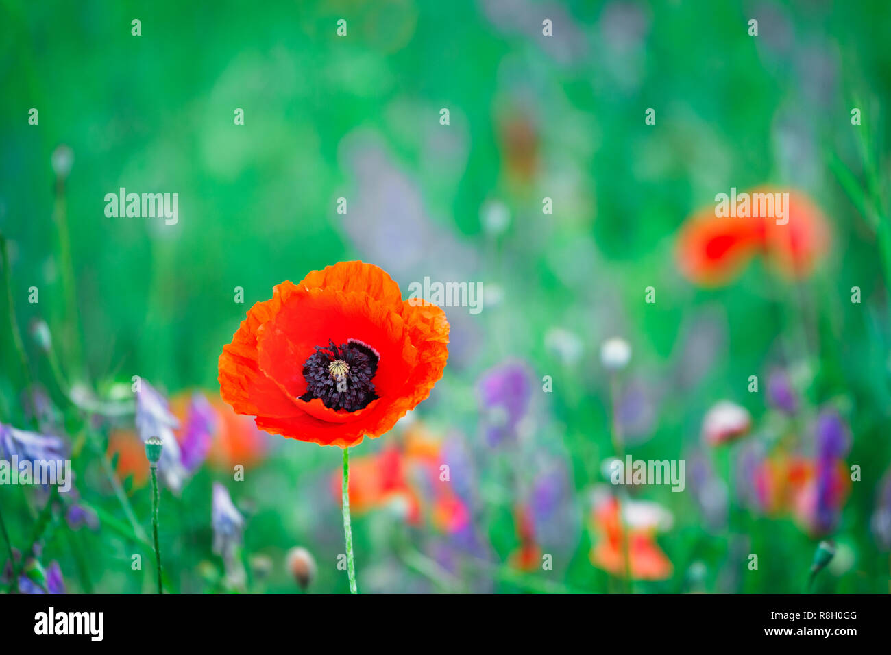 Beautiful close up in poppy field. Spring summer nature background ...