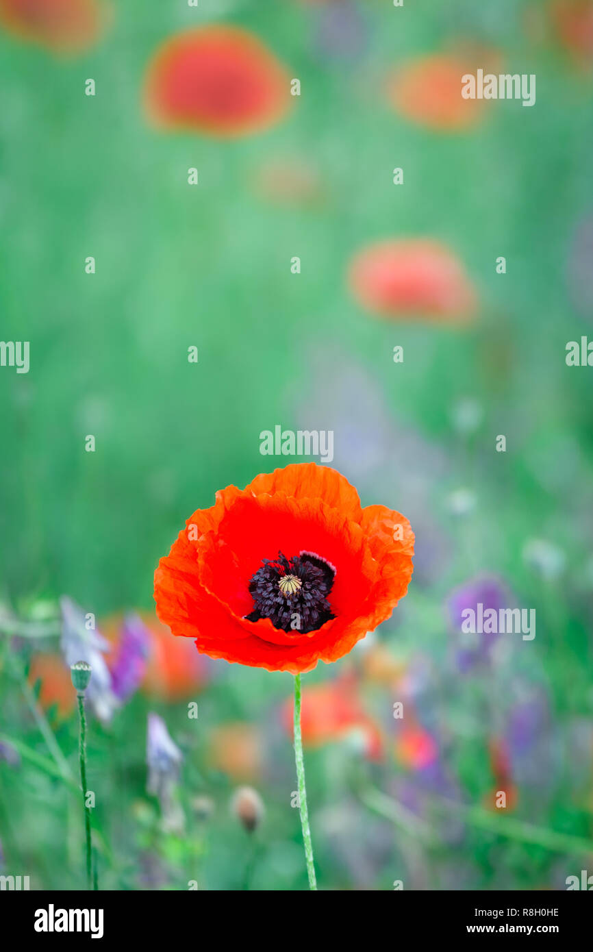 Beautiful close up in poppy field. Spring summer nature background ...