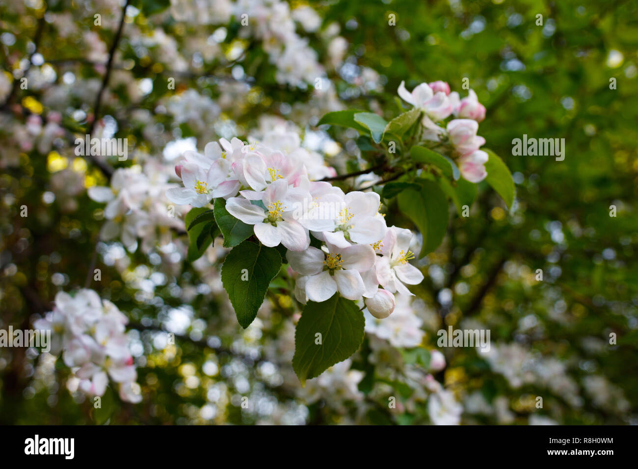 Blossom tree over nature background/ Spring flowers/Spring Background ...