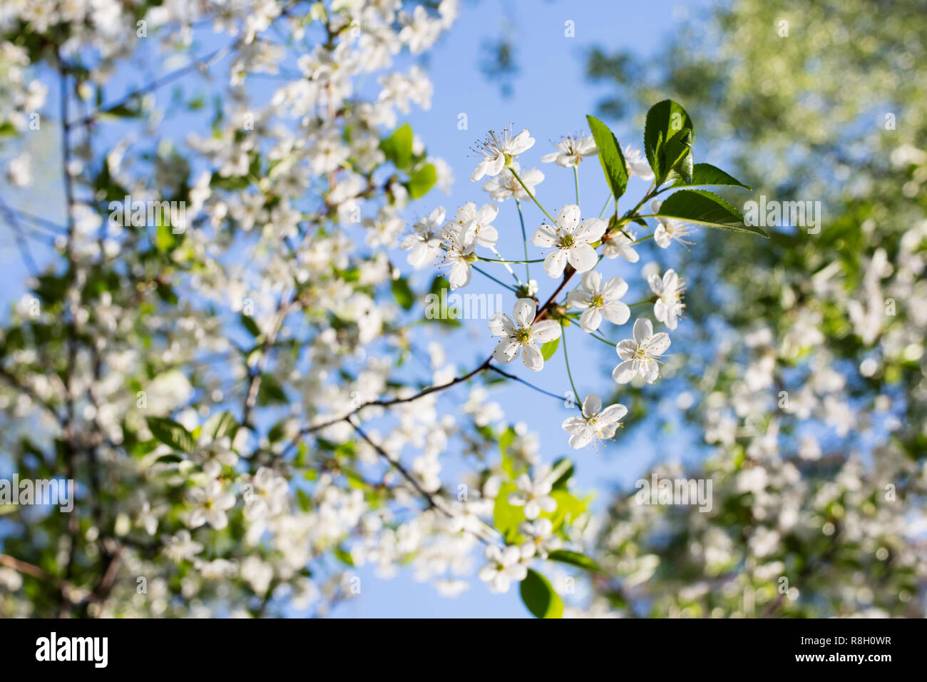 Blossom tree over nature background/ Spring flowers/Spring Background ...
