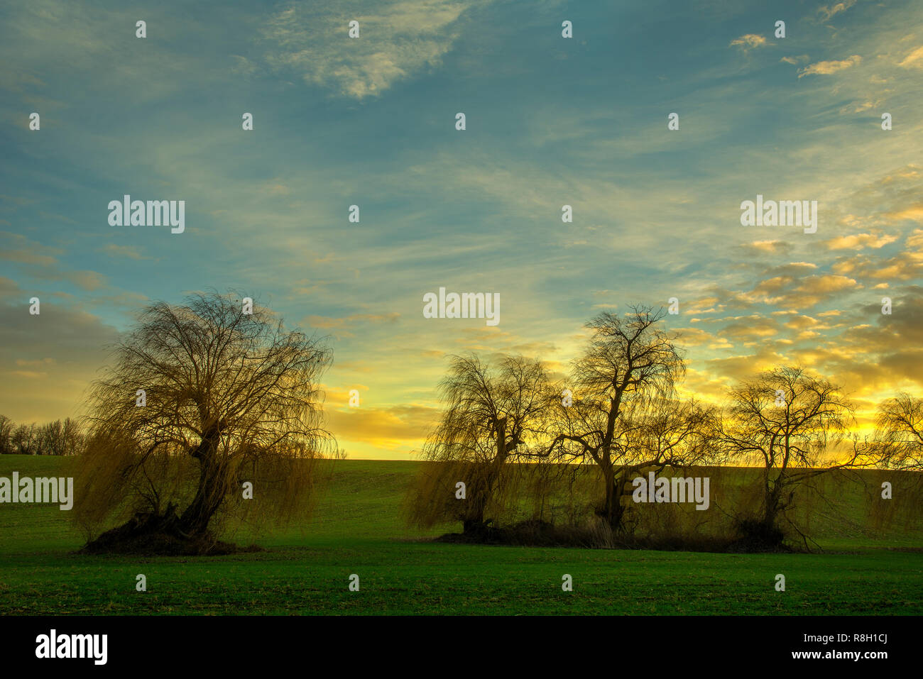 Big weeping willows hi-res stock photography and images - Alamy