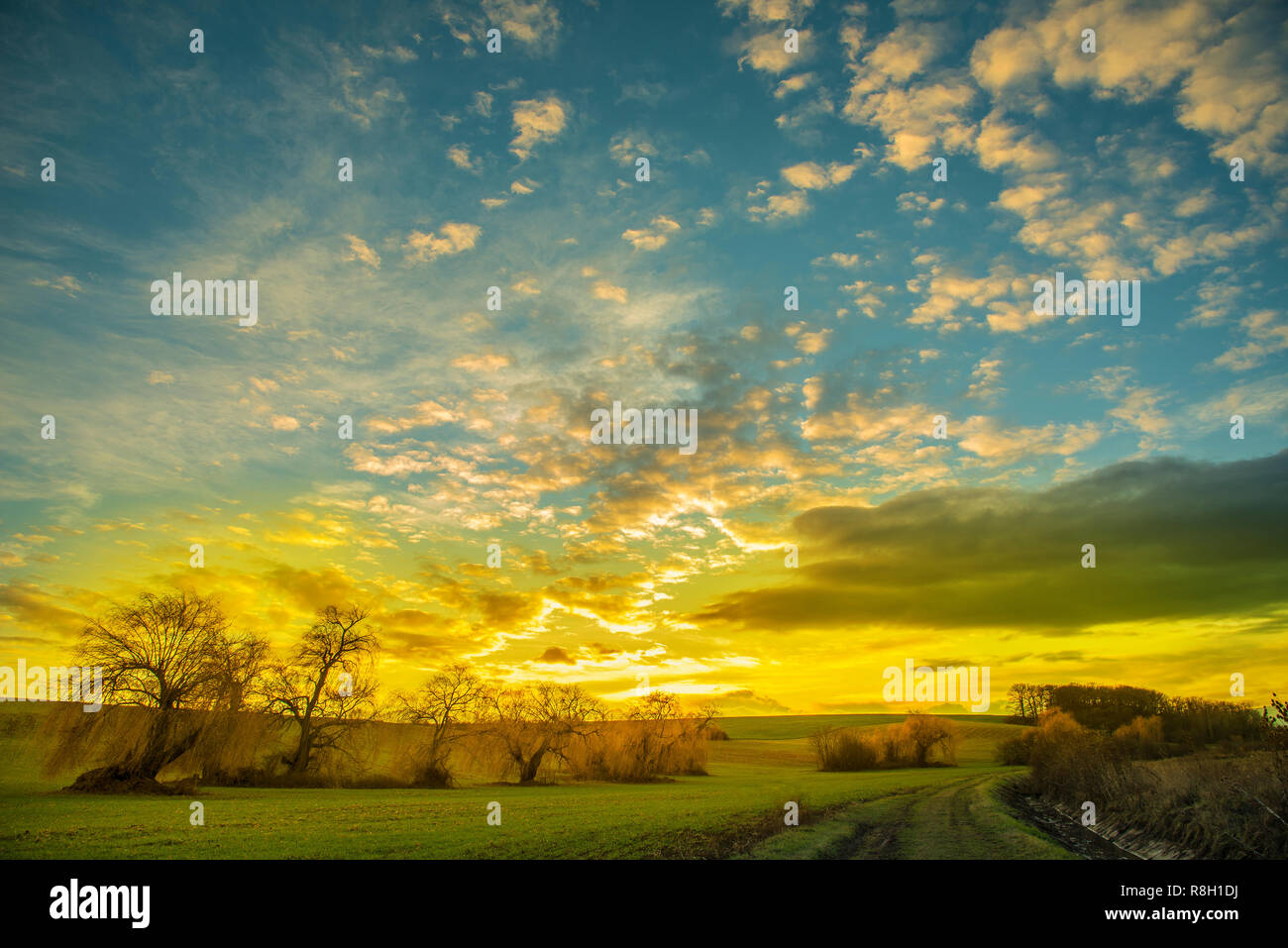 Bunch of willows at the sunset with cloudy sky Stock Photo - Alamy