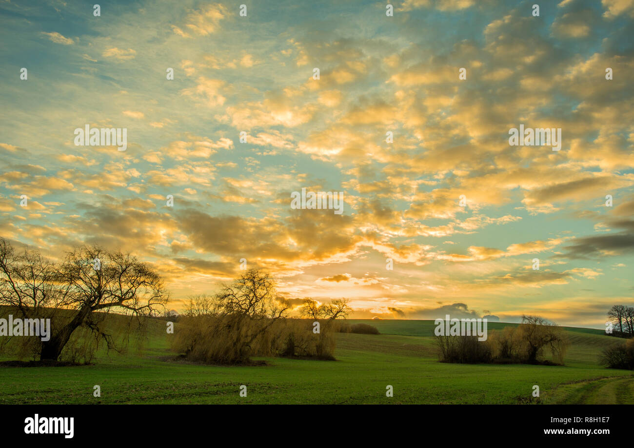 Big weeping willows hi-res stock photography and images - Alamy