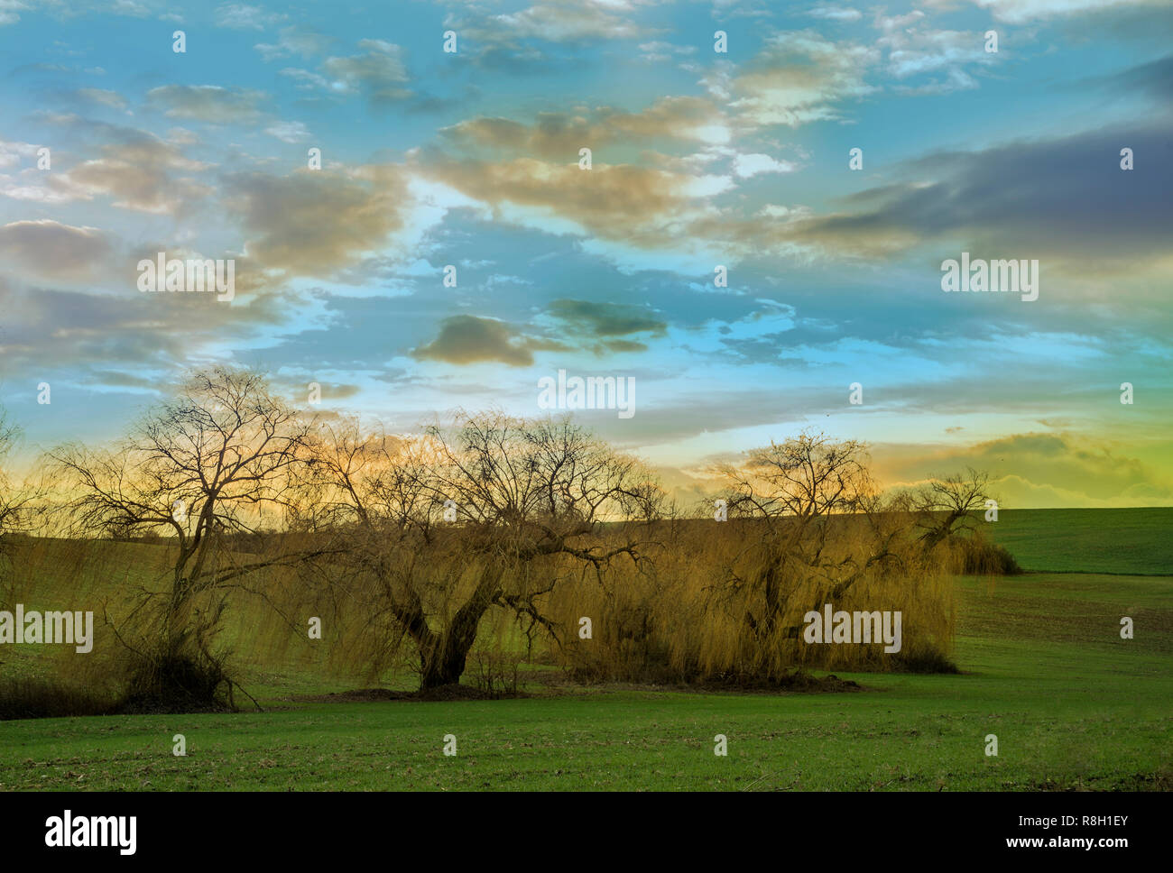 Bunch of willows at the sunset with cloudy sky Stock Photo - Alamy