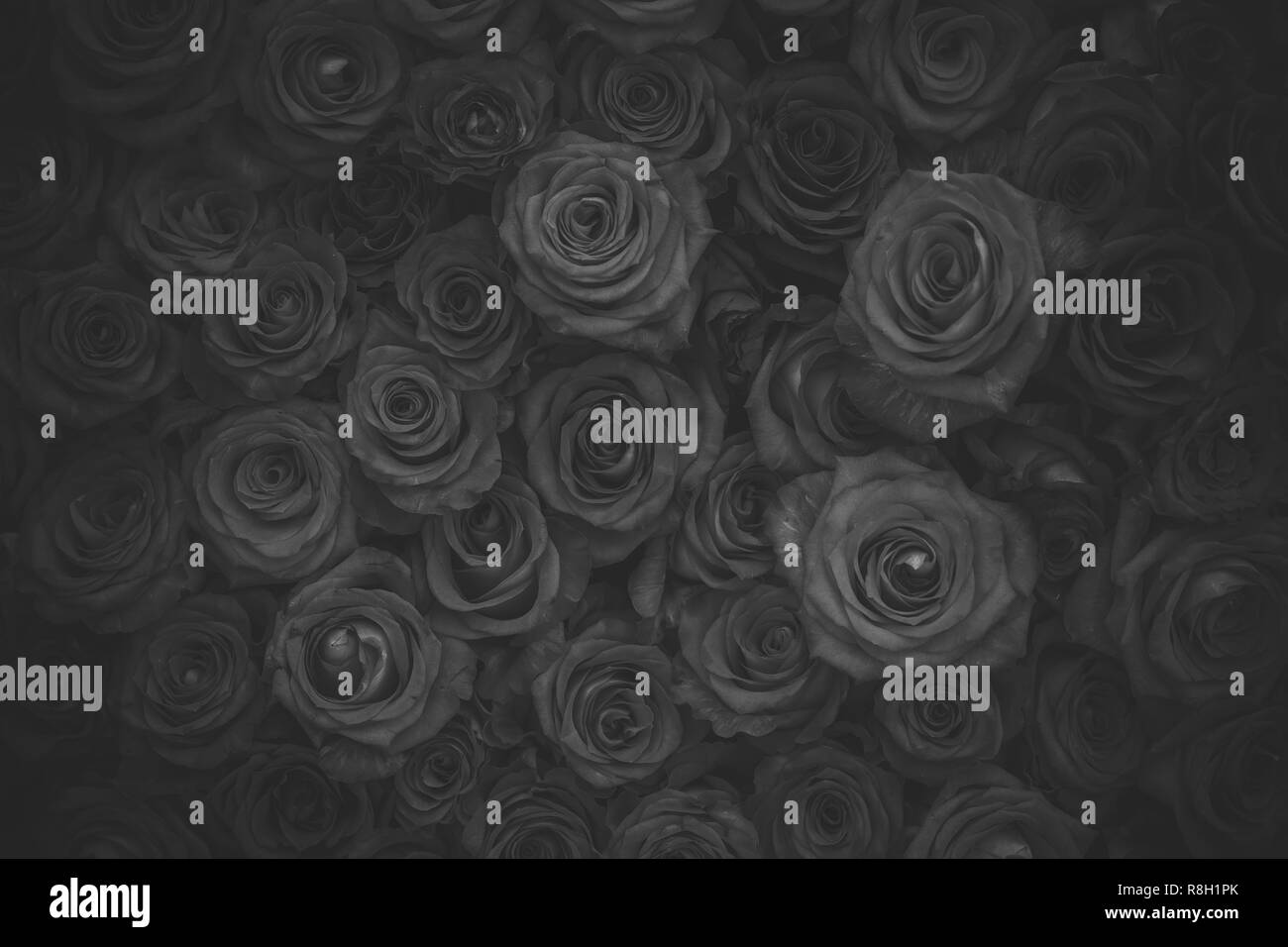 Plants flowers red rose Black and White Stock Photos & Images - Alamy