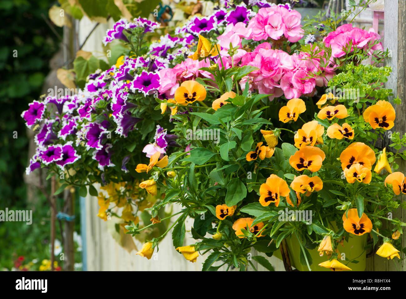 Summer flowers in flower pot Stock Photo - Alamy