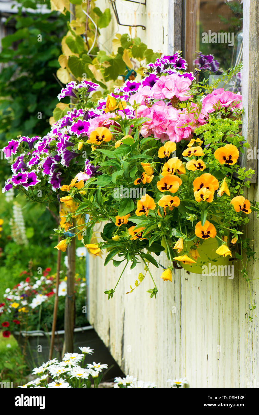 Summer flowers in flower pot Stock Photo - Alamy