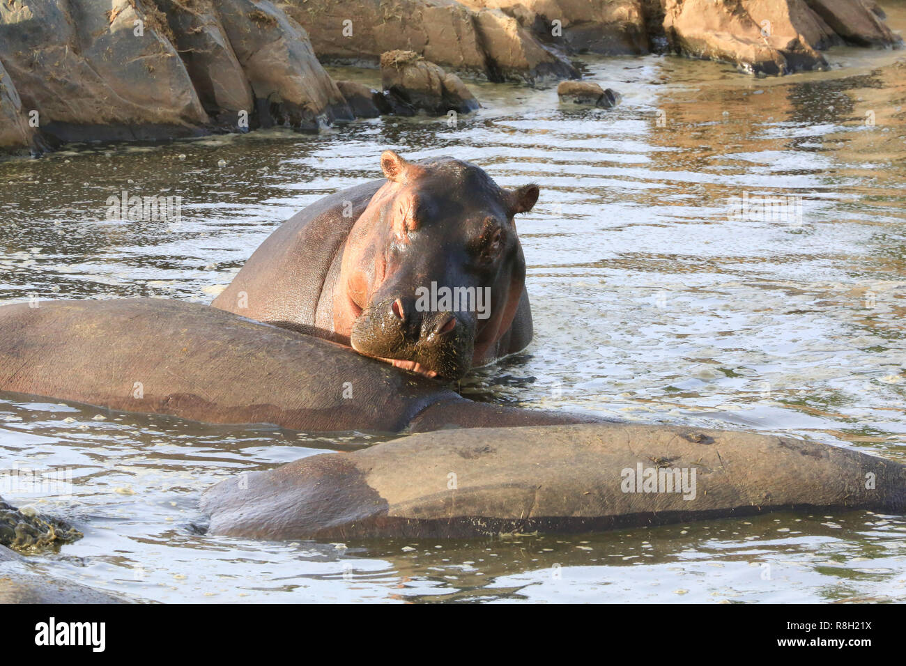 Hippos back hi-res stock photography and images - Alamy