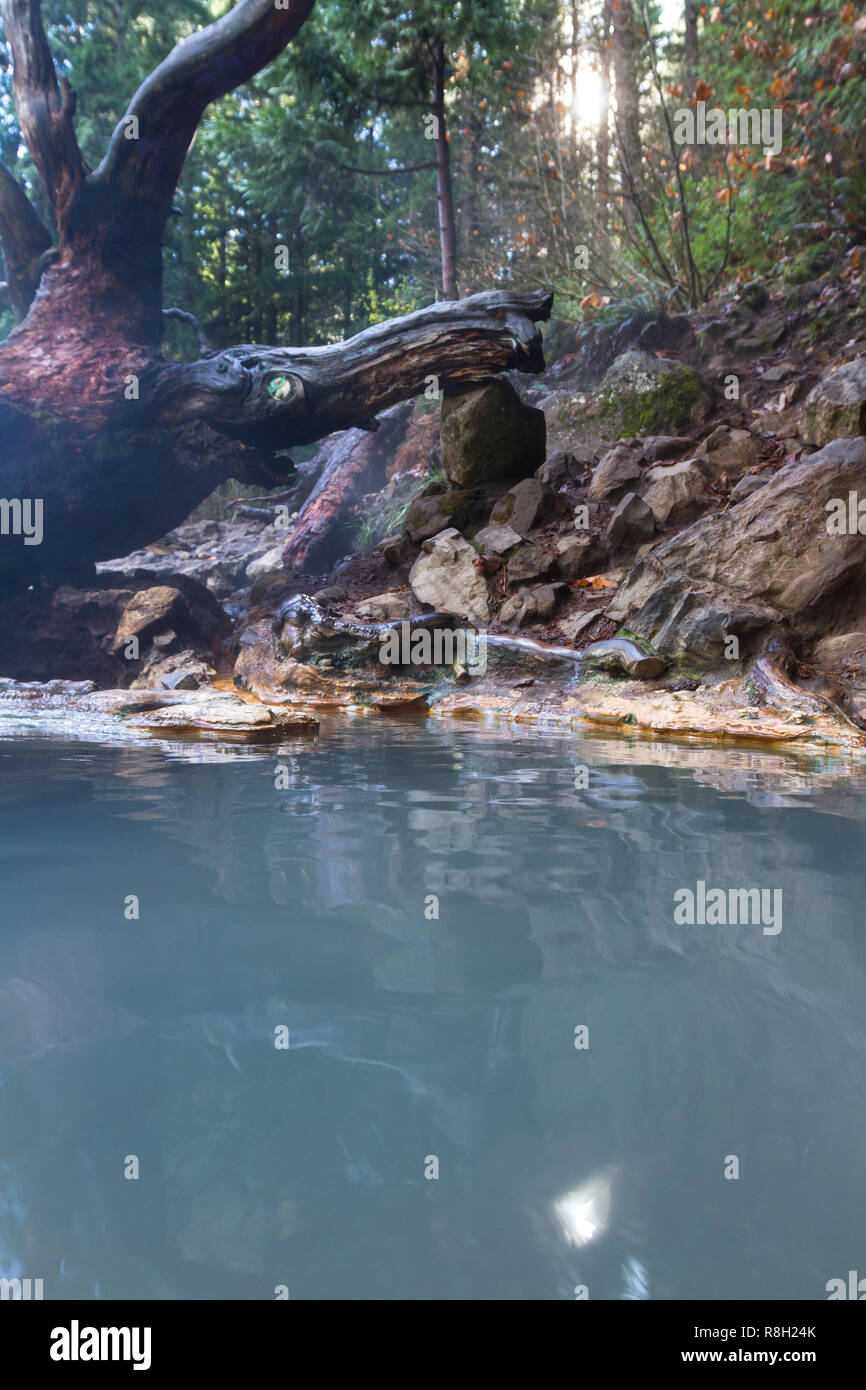 relaxing hot mineral pools surrounded by forest in the mountains of ...