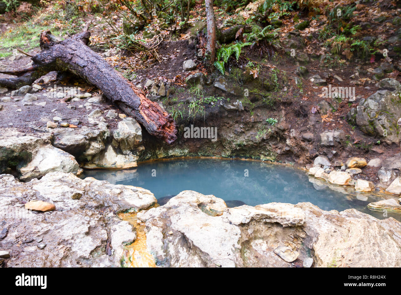 relaxing hot mineral pools surrounded by forest in the mountains of ...