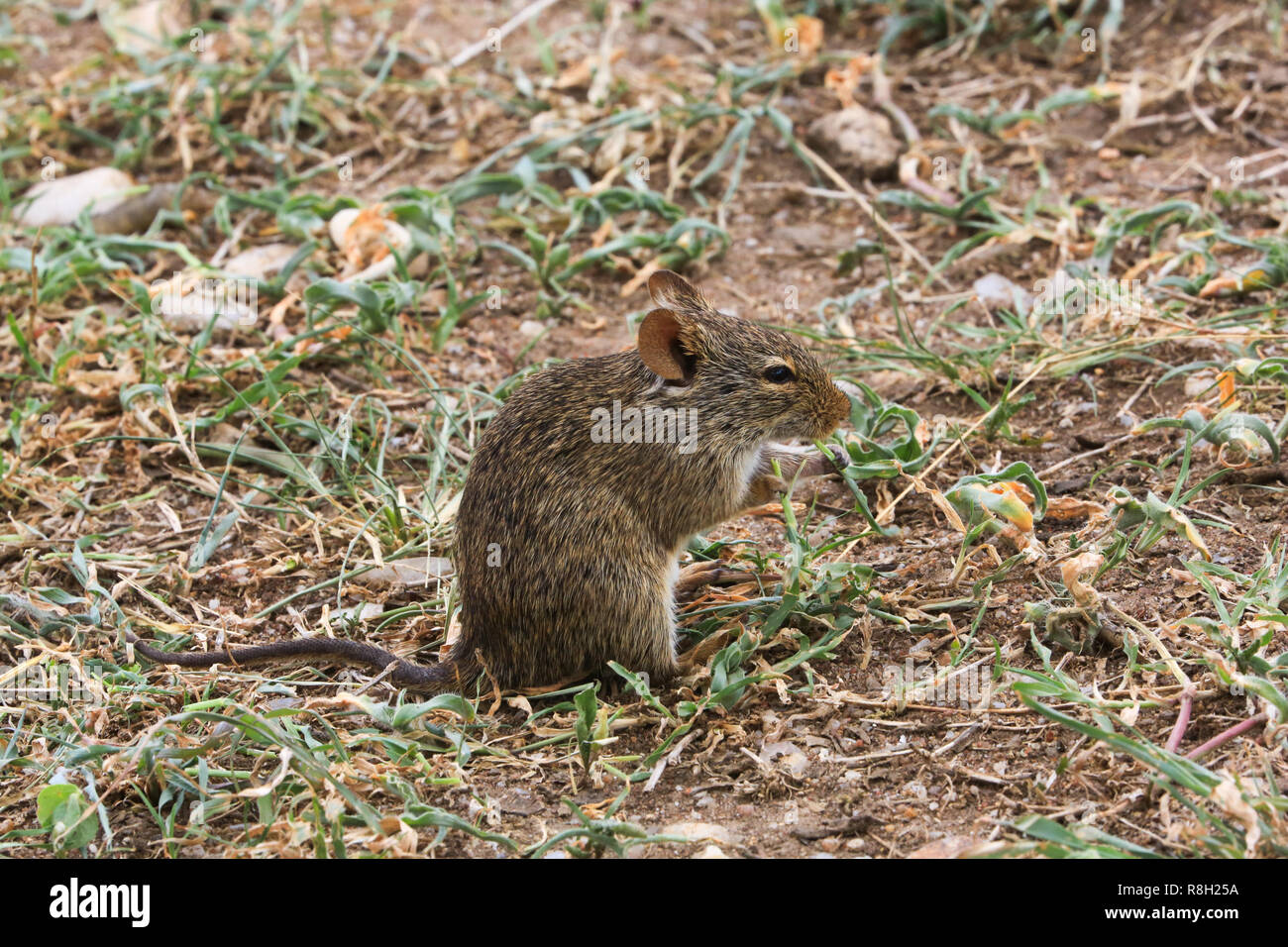 Greater cane-rat at Serengeti National Park, Tanzania Stock Photo - Alamy