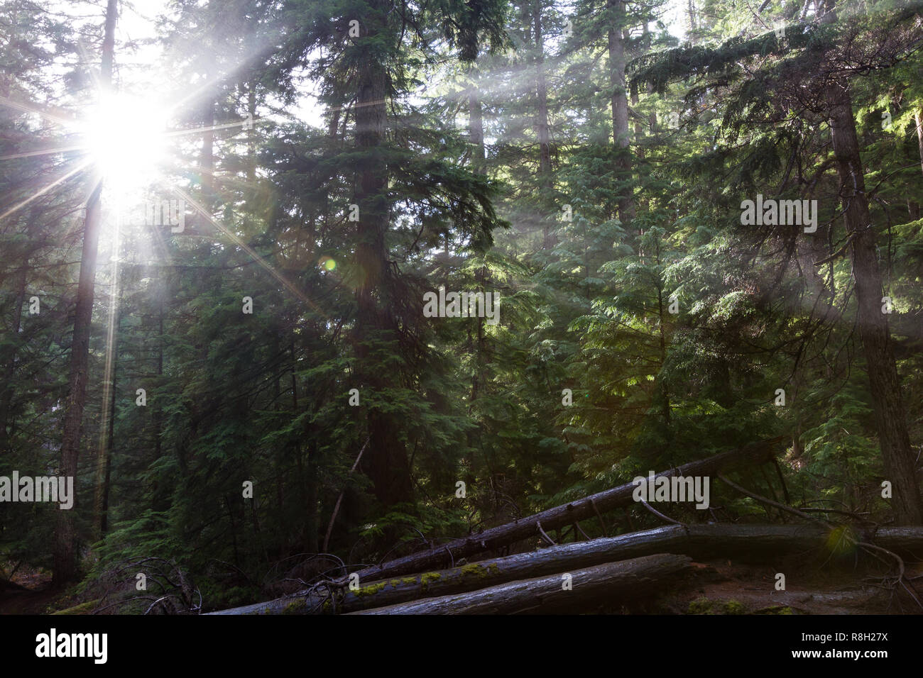 beautiful starburst from the sunshine exaggerated from a faint mist in ...