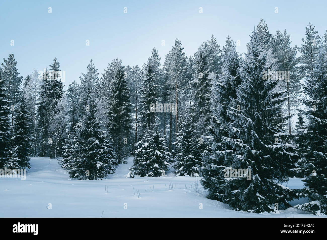 Snowy forest in the countryside in winter Rovaniemi in Lapland, Finland ...