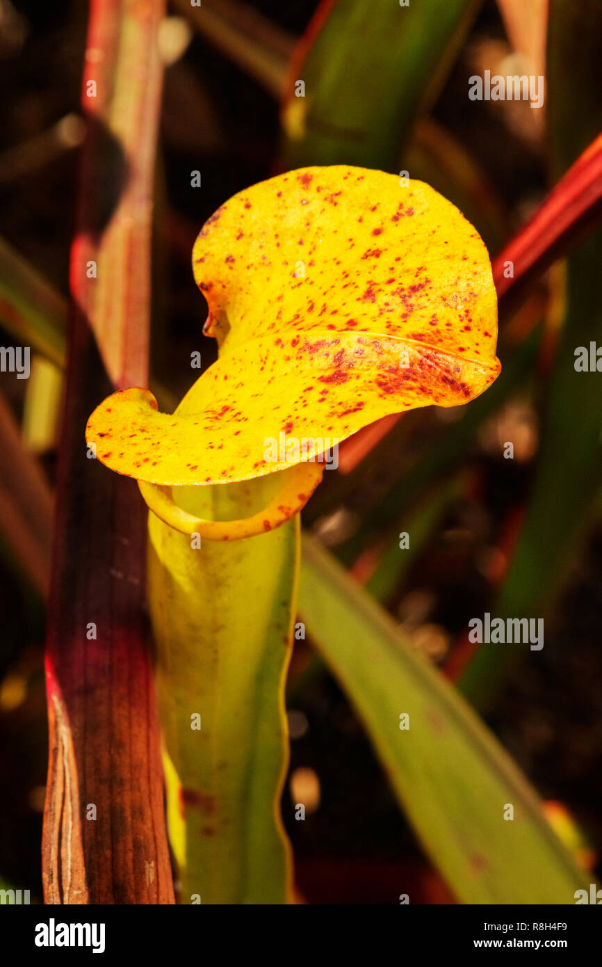 Operculum hi-res stock photography and images - Alamy