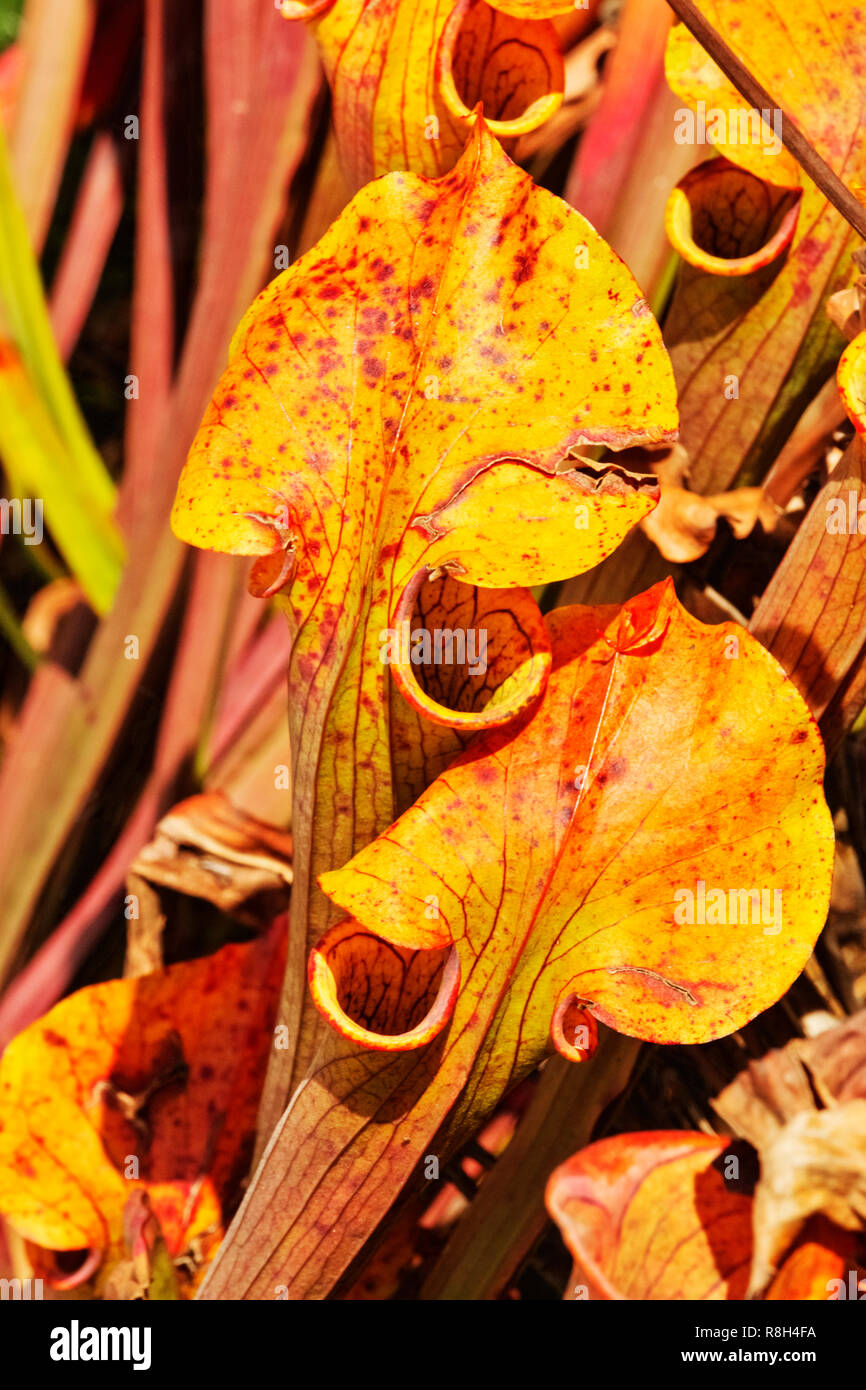 Operculum hi-res stock photography and images - Alamy