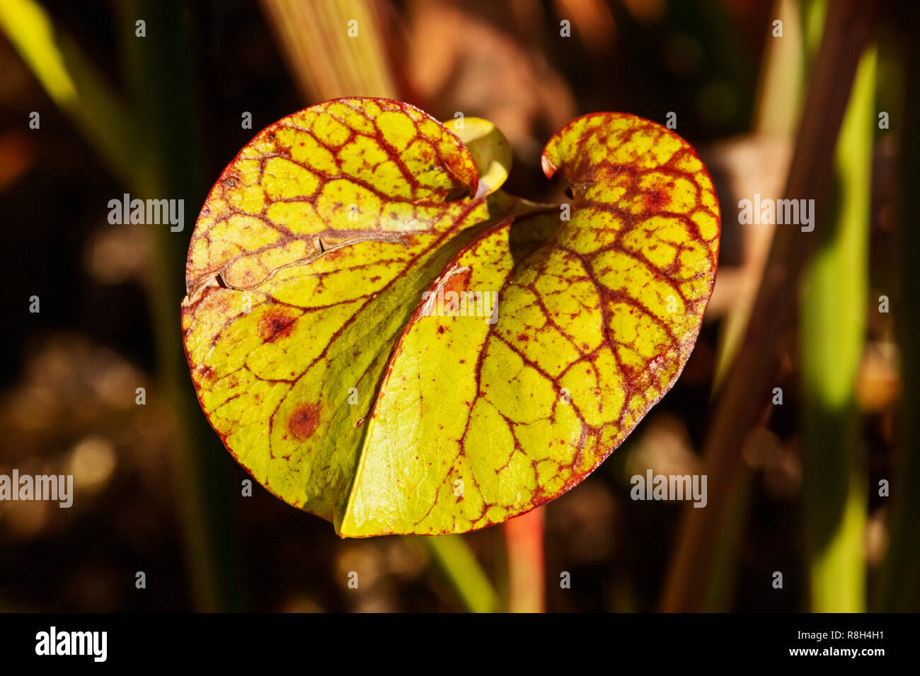 Pitcher mouth with operculum hi-res stock photography and images - Alamy