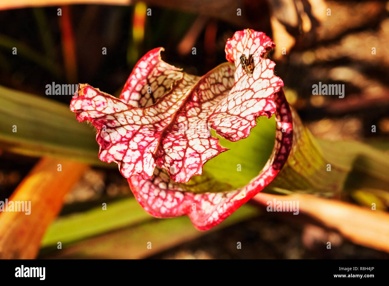Operculum Stock Photos & Operculum Stock Images - Alamy