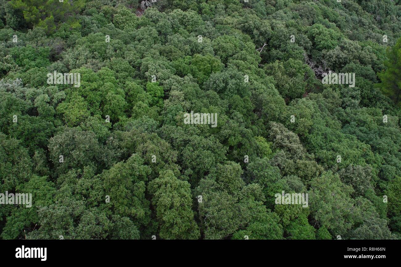 Dense forest, aerial view Stock Photo - Alamy