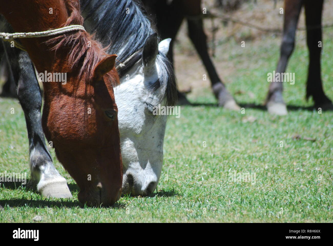 Lake langano ethiopia hi-res stock photography and images - Alamy