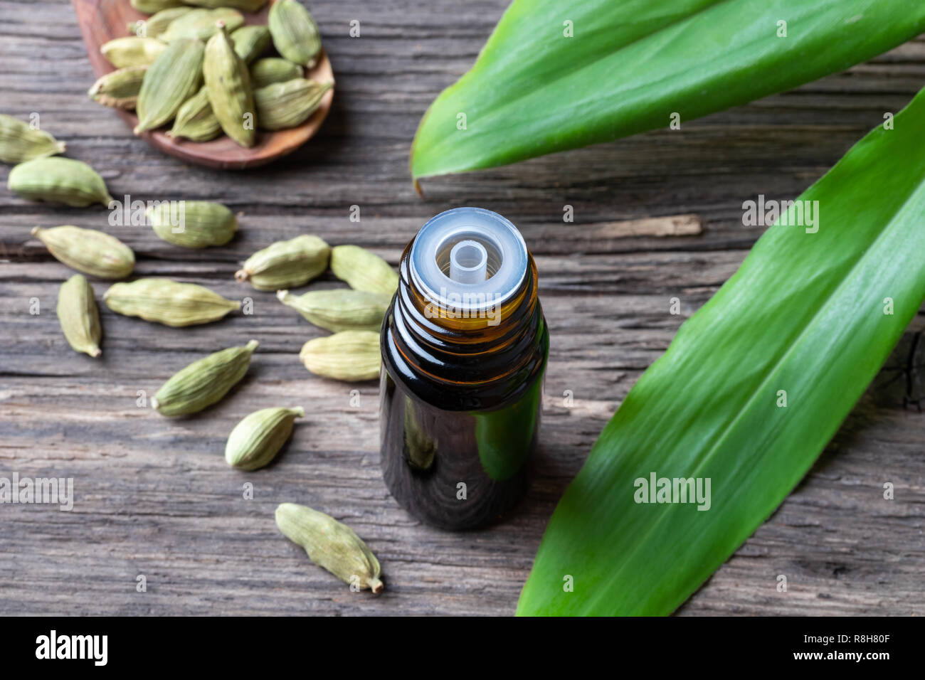 Cardamon plant hi-res stock photography and images - Alamy