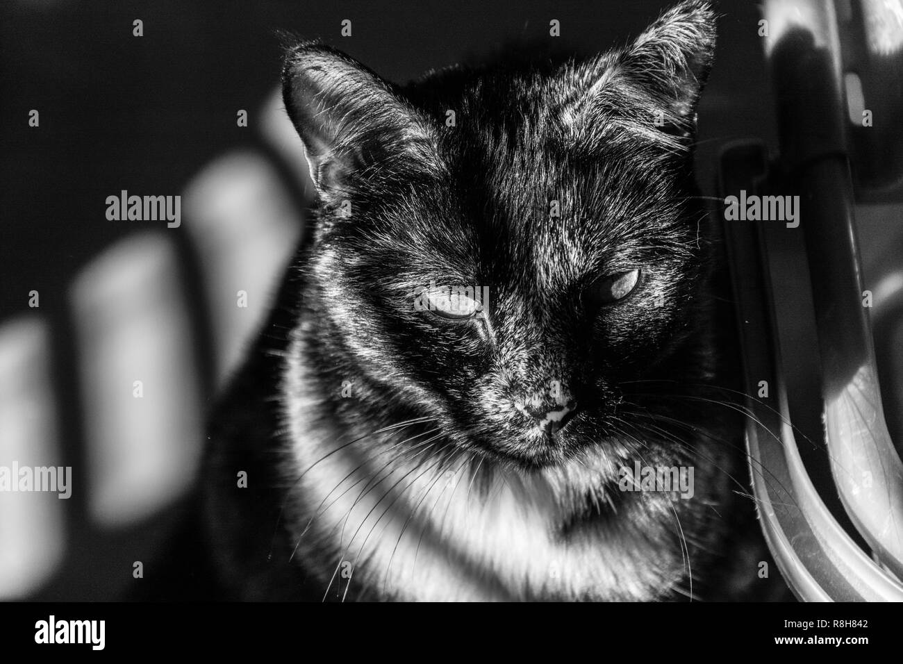 Black and white portrait of a female tortoiseshell cat Stock Photo - Alamy