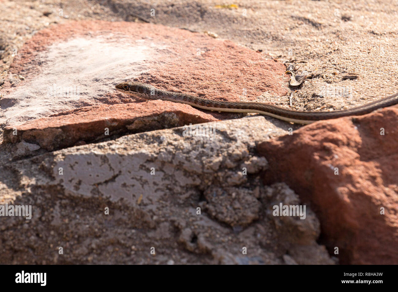 A snake in Namibia desert, Namibia Stock Photo - Alamy