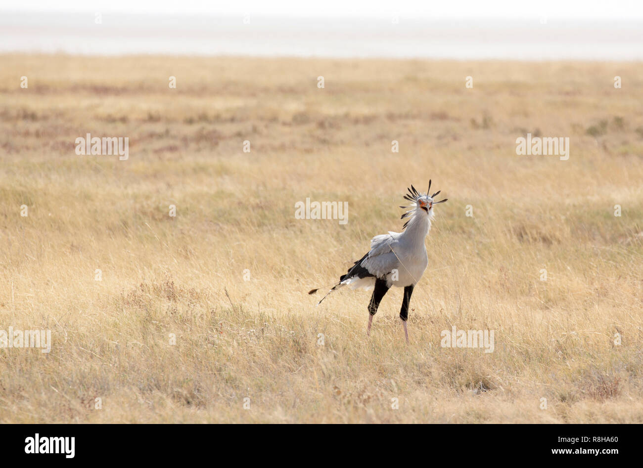 Secretary-bird in Etosha park, in Namibia Stock Photo - Alamy