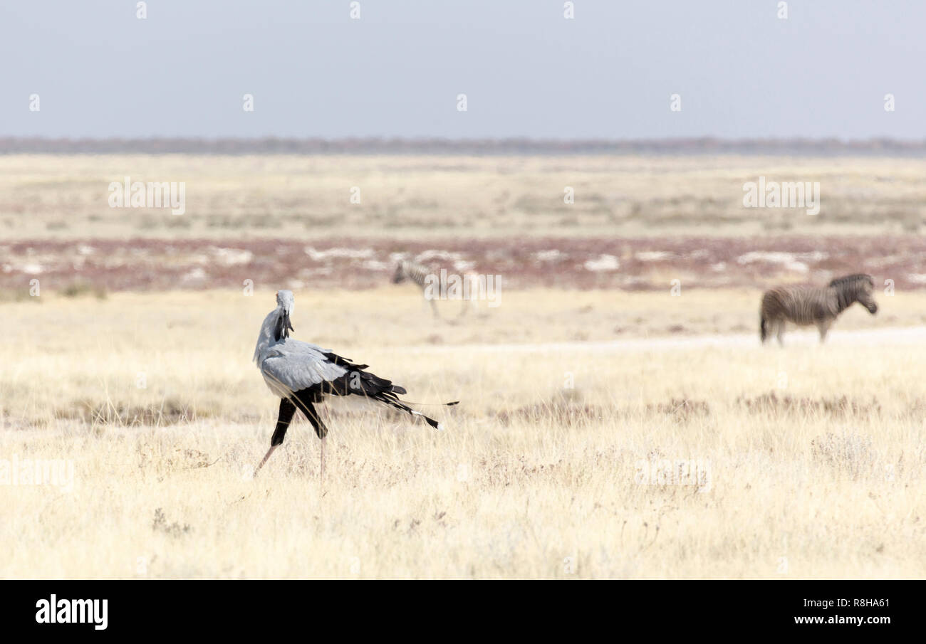 Secretary-bird in Etosha park, in Namibia Stock Photo - Alamy